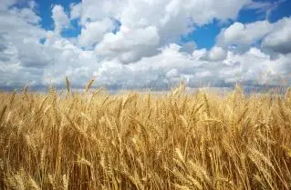 Uma nova era para a descoberta do trigo: uma peça importante para o ...